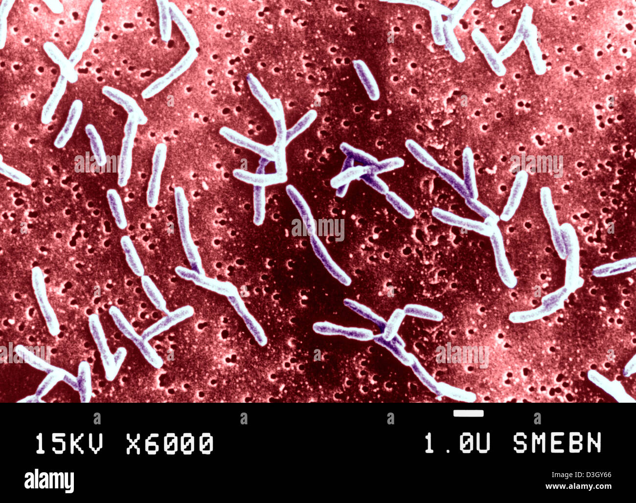 Campylobacter jejuni Banque de photographies et d’images à haute ...
