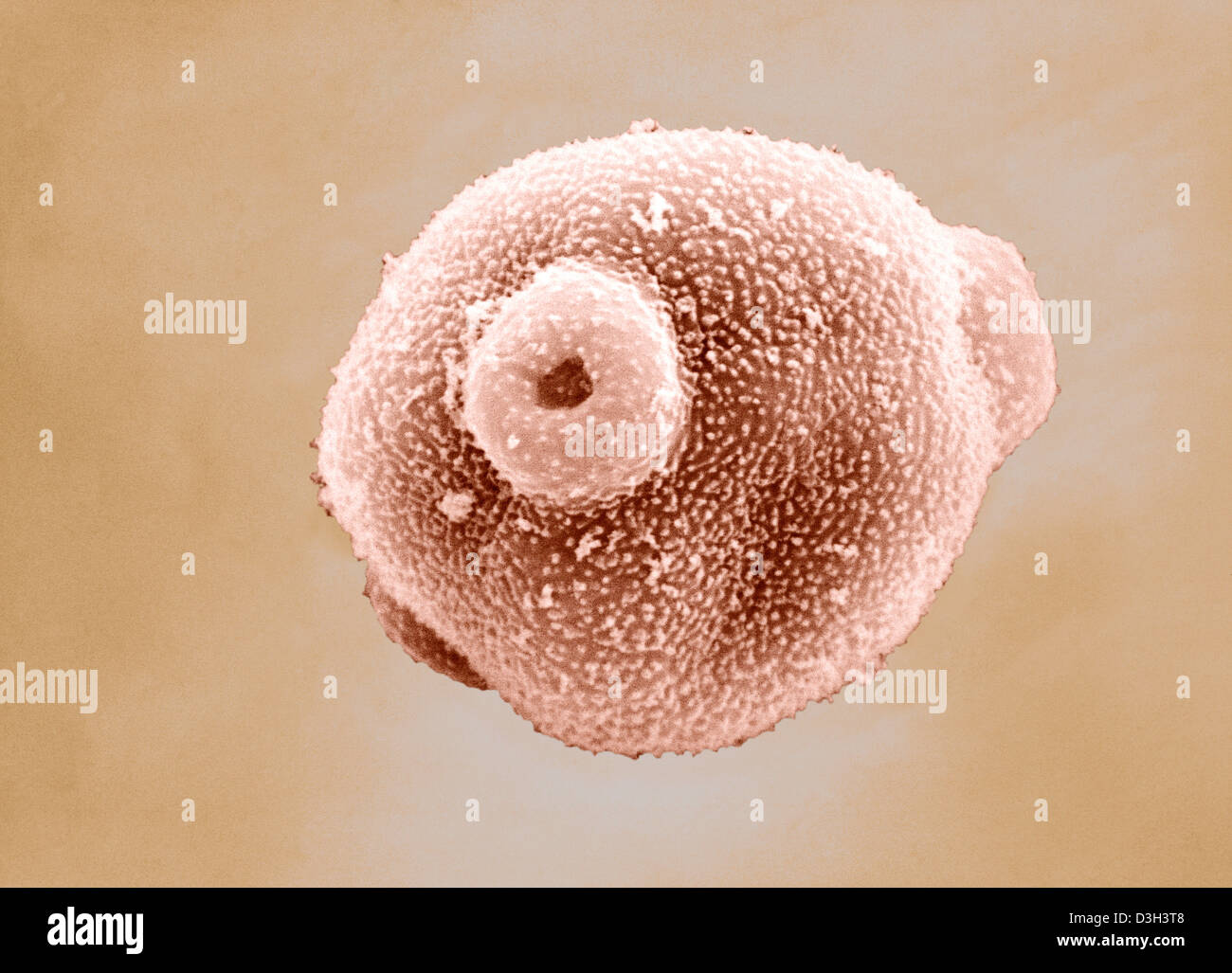 Electron microscope pollen Banque de photographies et d’images à haute ...