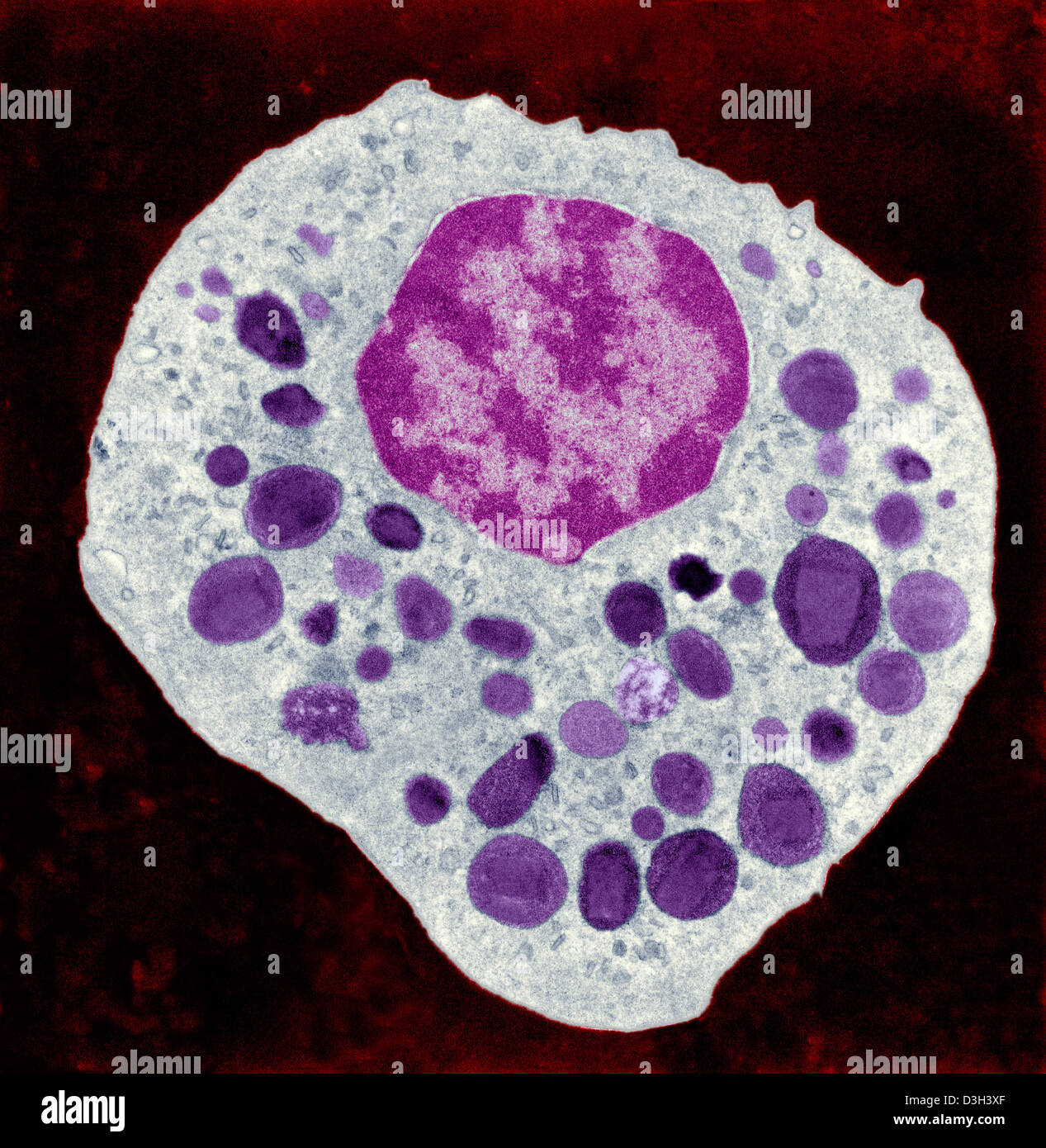 Eosinophiles