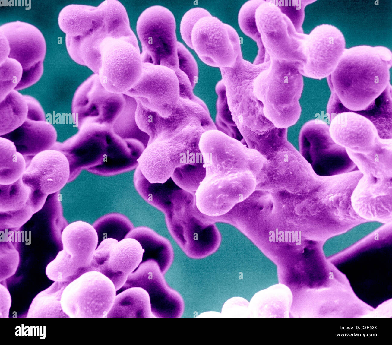 Alvéole pulmonaire, SEM Photo Stock - Alamy