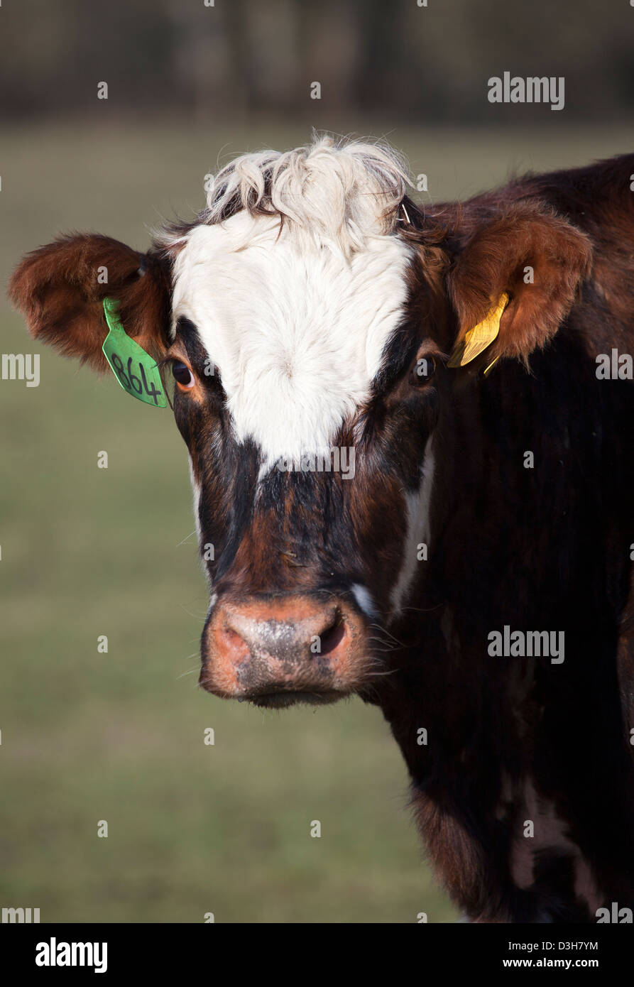 Oreille de vache Banque de photographies et d’images à haute résolution ...