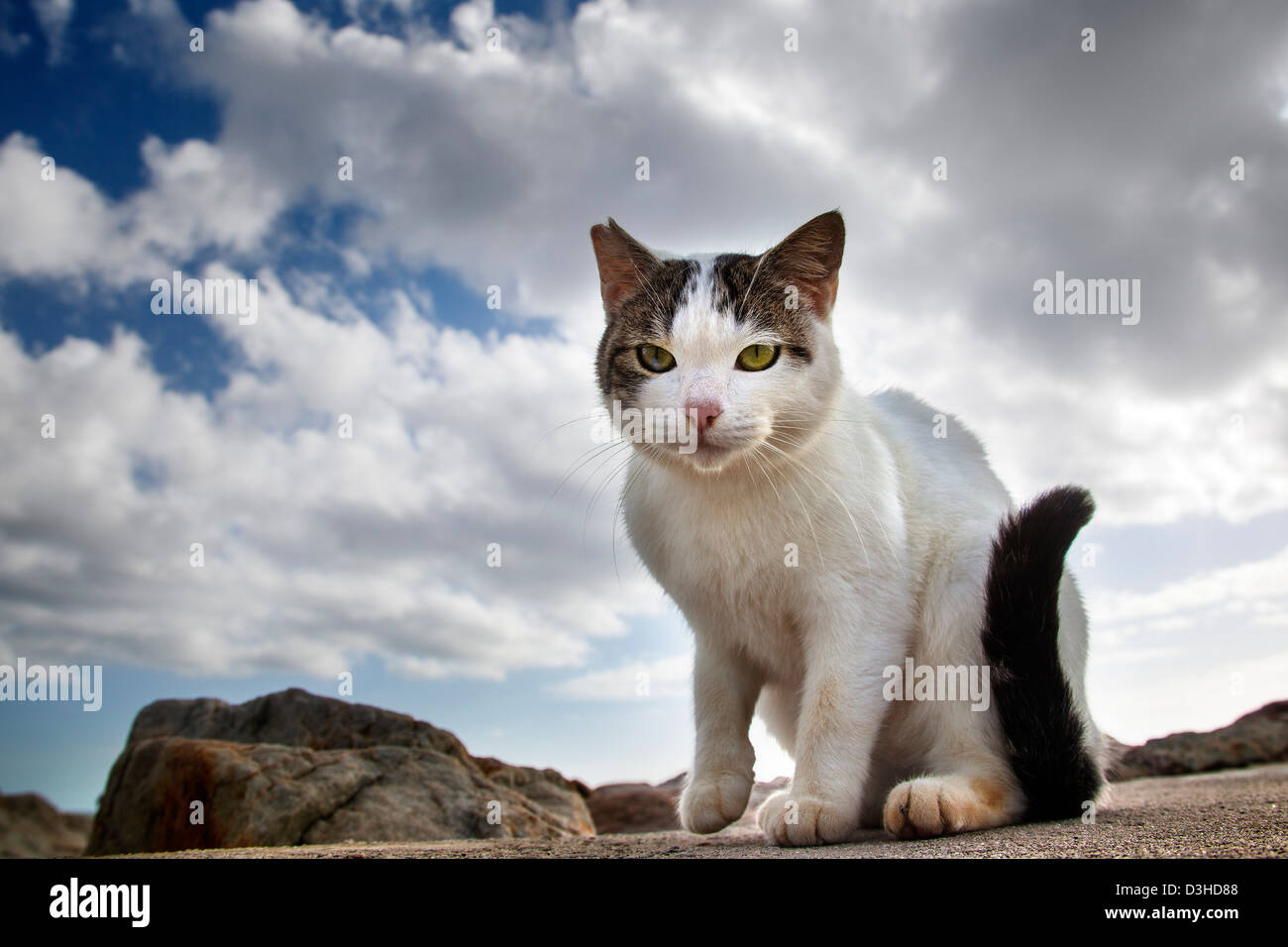 Animales de compania Banque de photographies et d’images à haute ...