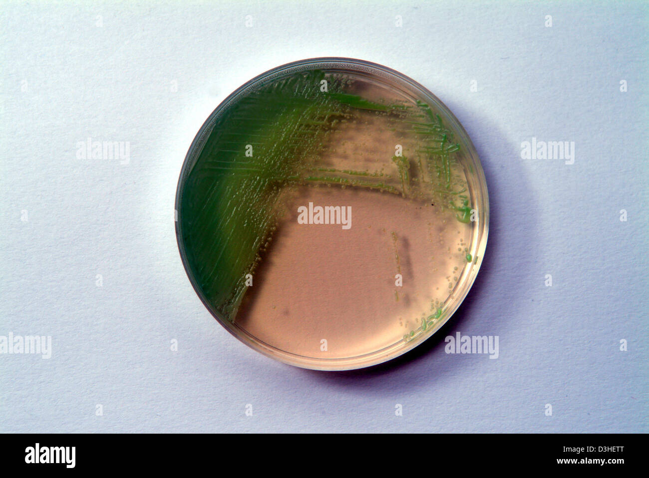 Champignon candida albicans Banque de photographies et d’images à haute ...