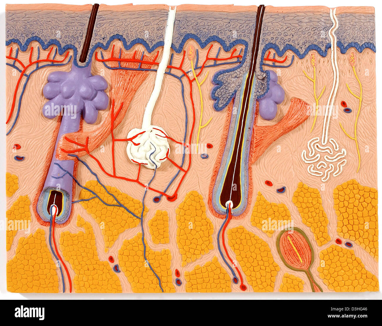 Peau terminaisons nerveuses Banque de photographies et d’images à haute ...