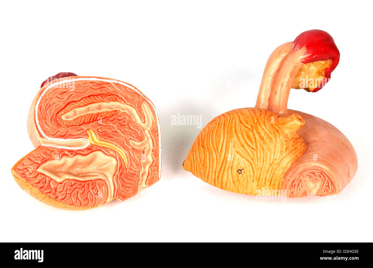 Peritoine femme Banque de photographies et d’images à haute résolution ...