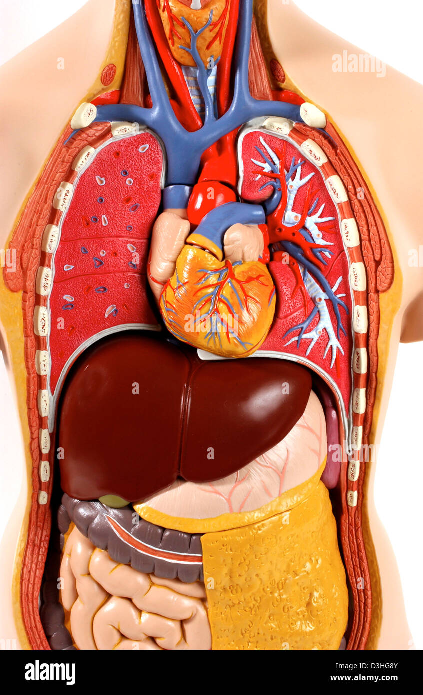 Anatomie abdominale et thoracique Banque de photographies et d’images à ...