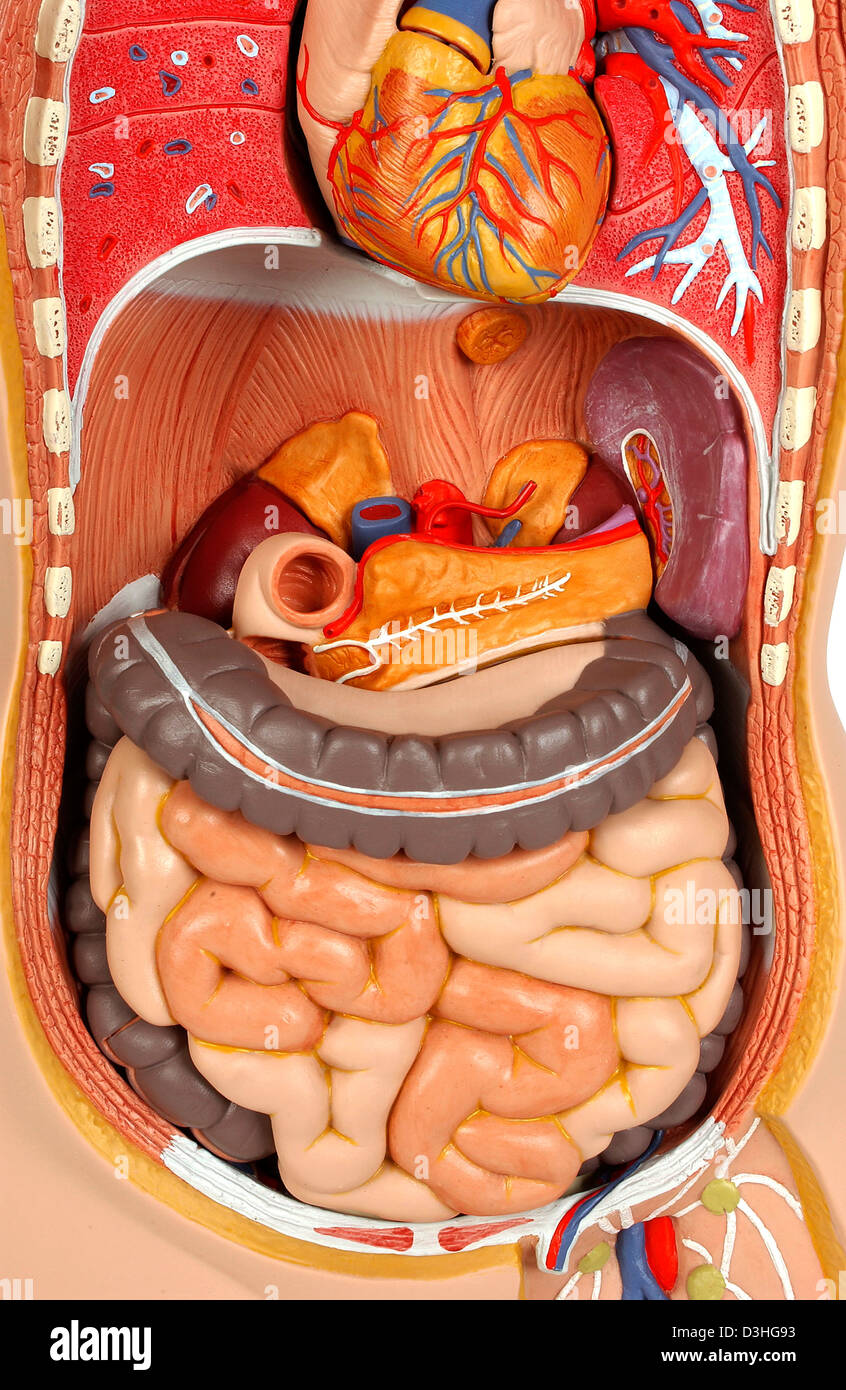 Péritoine anatomie Banque de photographies et d’images à haute ...