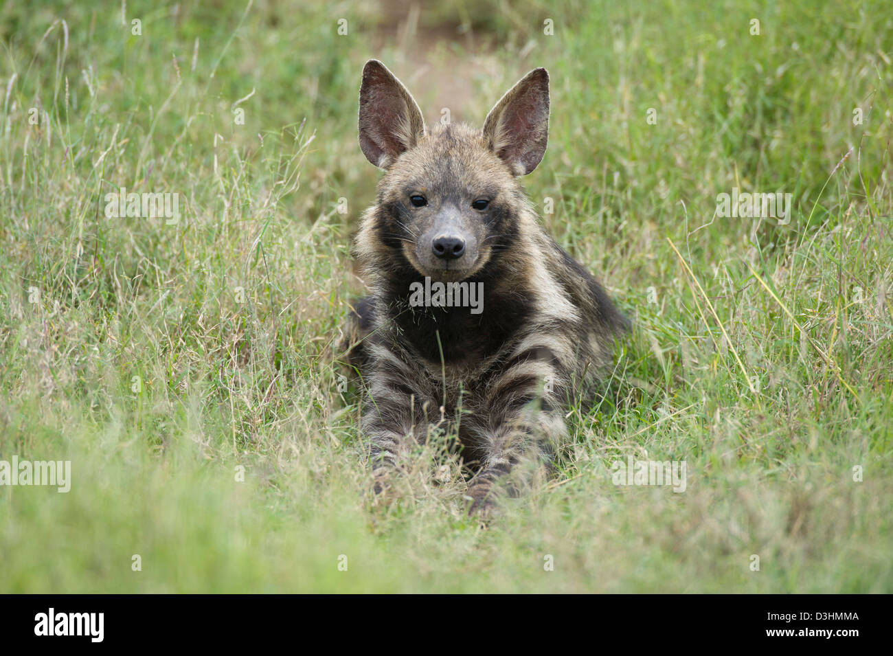 Hyène rayé Banque de photographies et d’images à haute résolution - Alamy