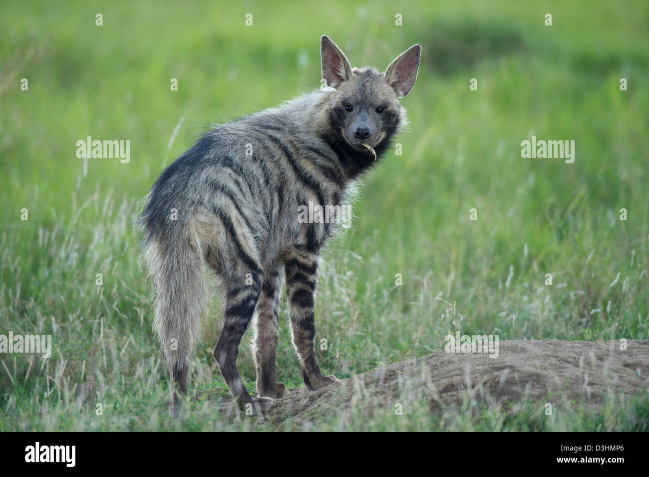 Hyène rayé Banque de photographies et d’images à haute résolution - Alamy