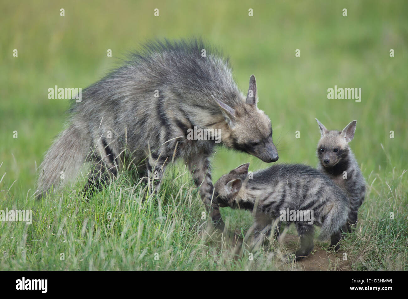 Hyène rayé Banque de photographies et d’images à haute résolution ...