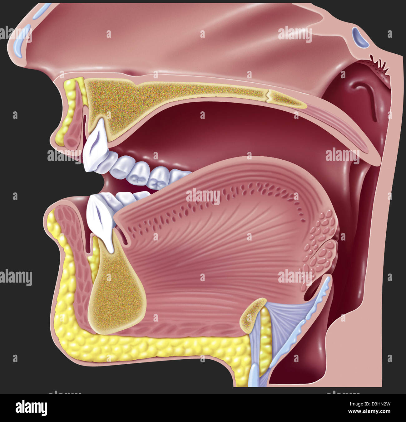 Palais mou sain Banque de photographies et d’images à haute résolution ...