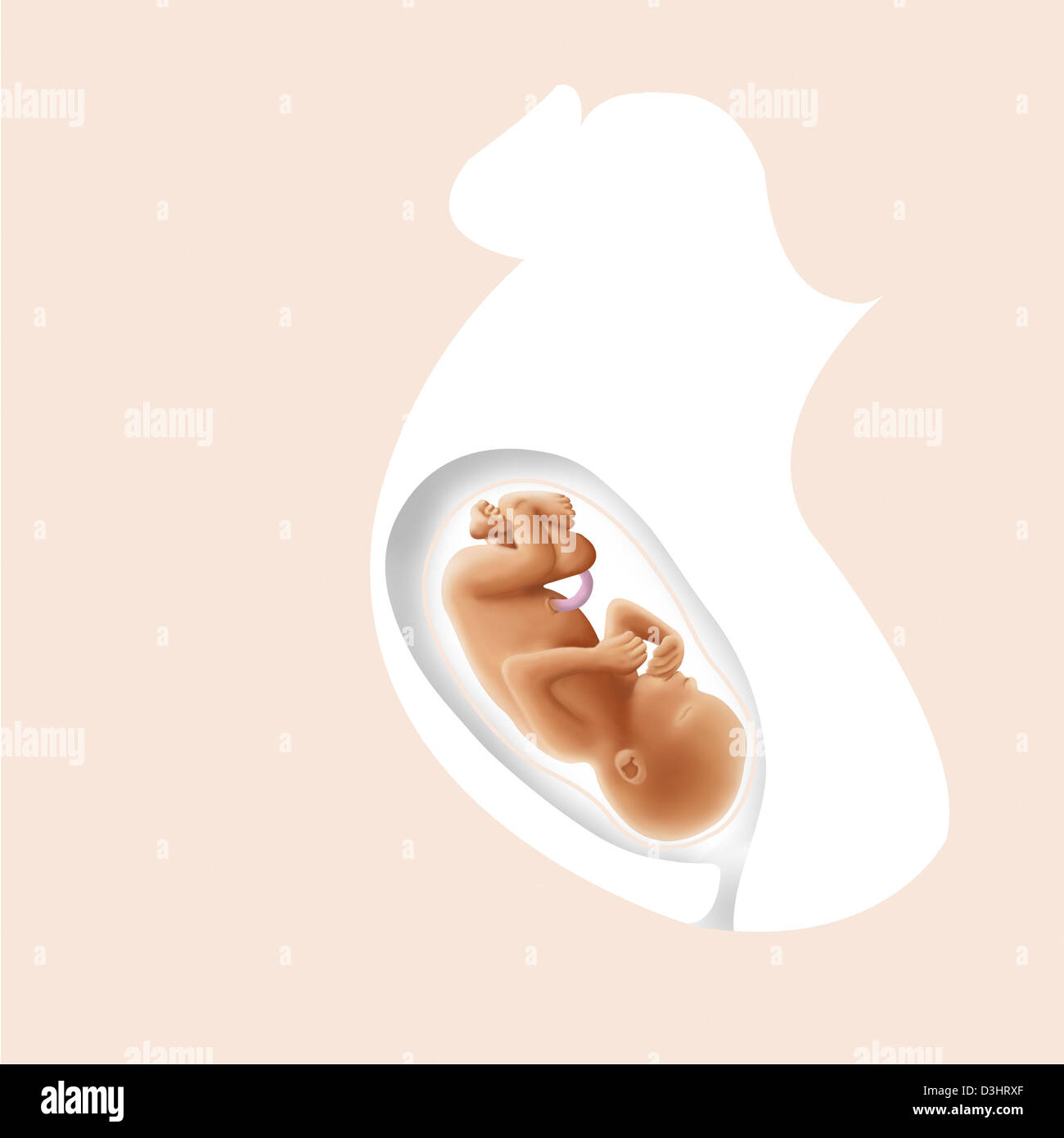 Fetal positions Banque de photographies et d’images à haute résolution ...