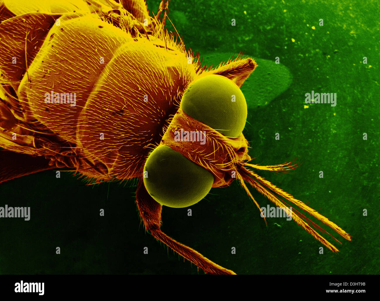 Tse tse fly Banque de photographies et d’images à haute résolution - Alamy