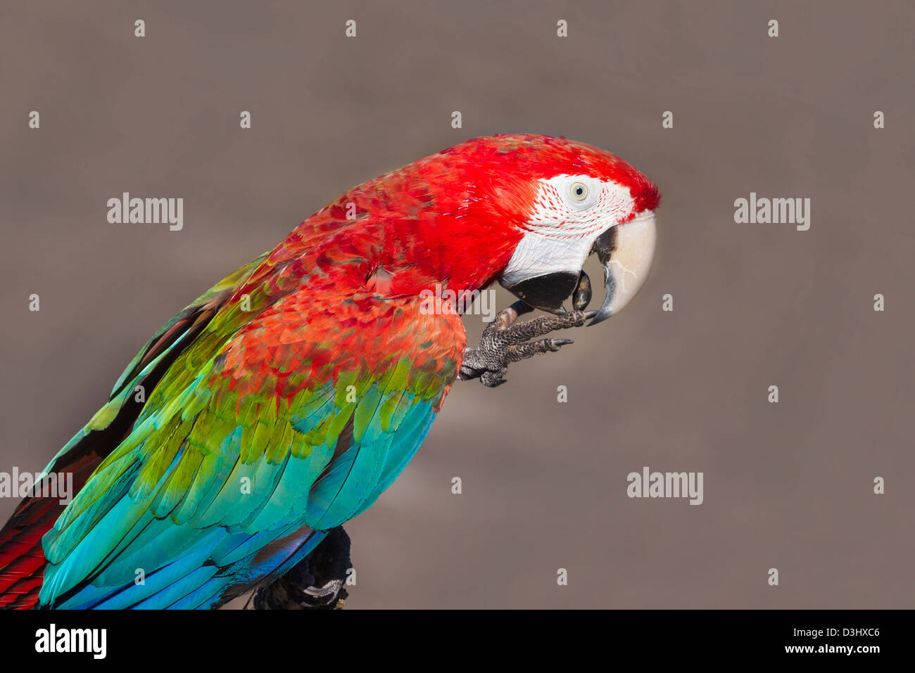 Un magnifique ara rouge perché sur une branche Photo Stock - Alamy