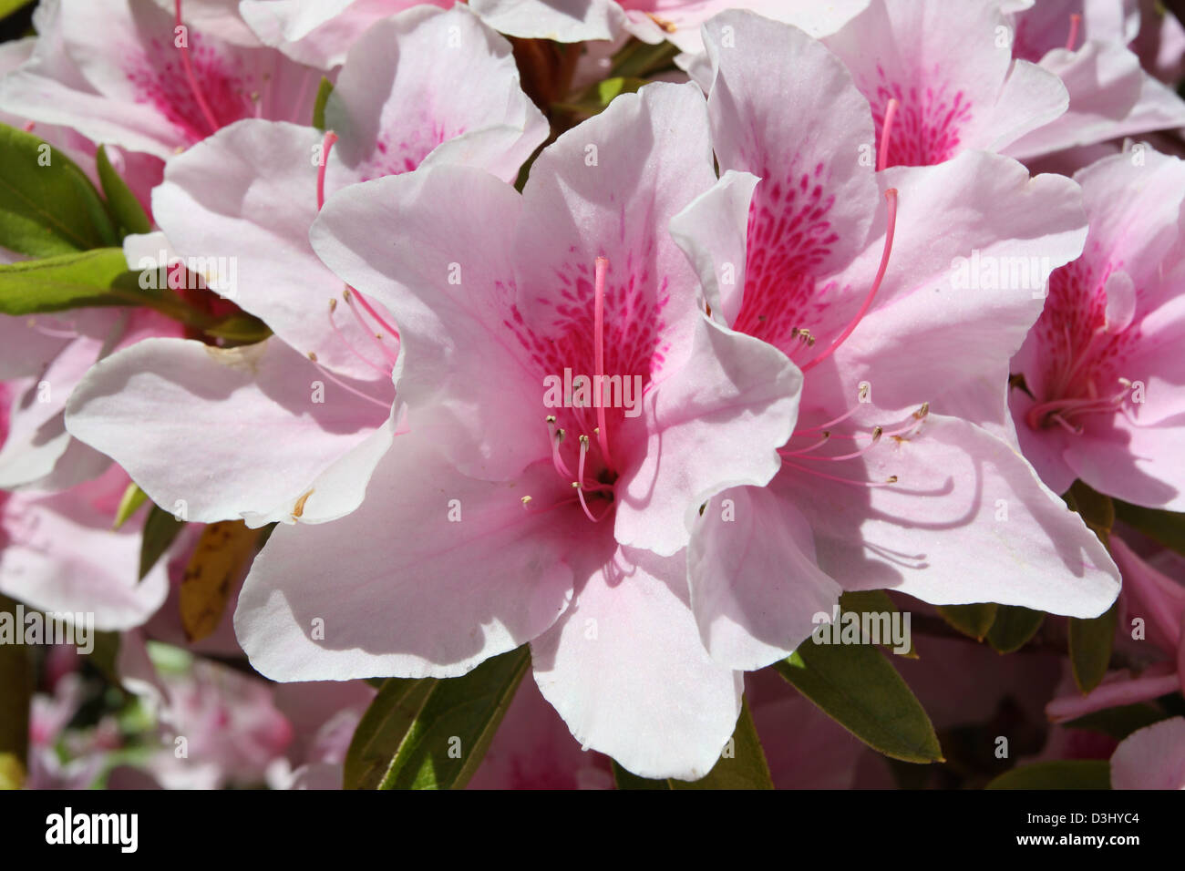 Fleurs autochtones Banque de photographies et d’images à haute ...