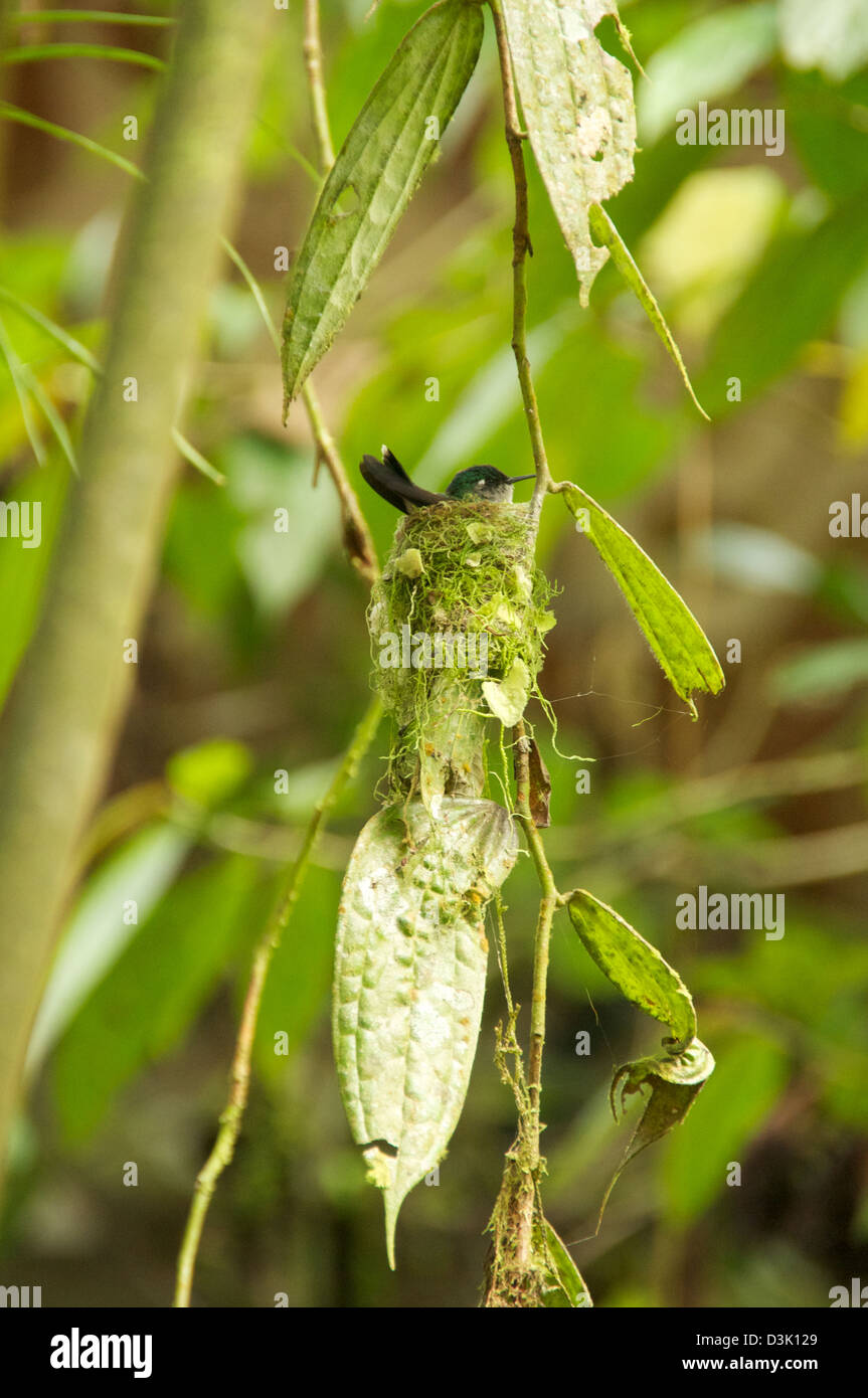 Colibri sous la pluie Banque de photographies et d’images à haute ...