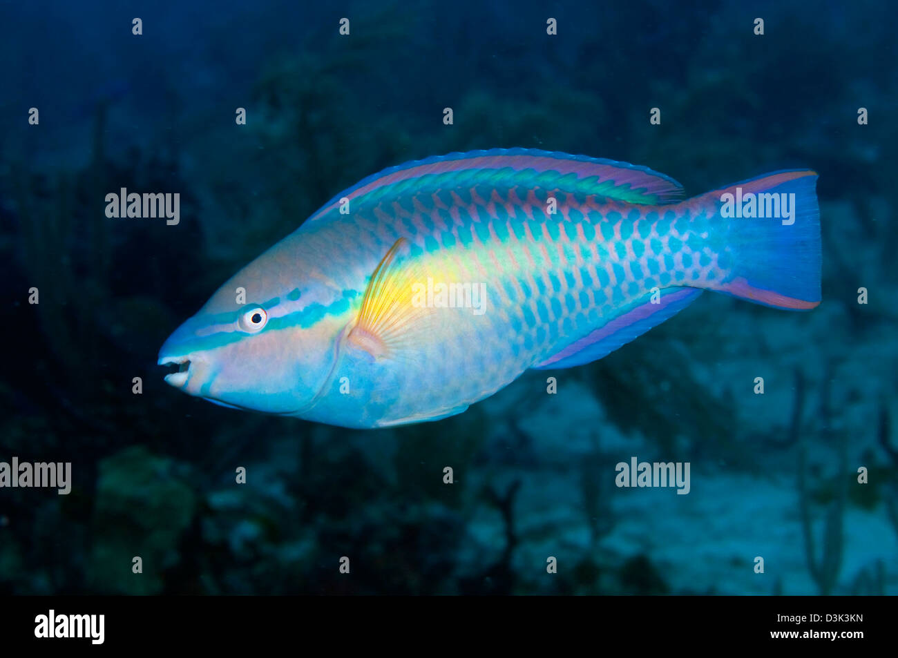 Poisson perroquet princesse Banque de photographies et d’images à haute ...