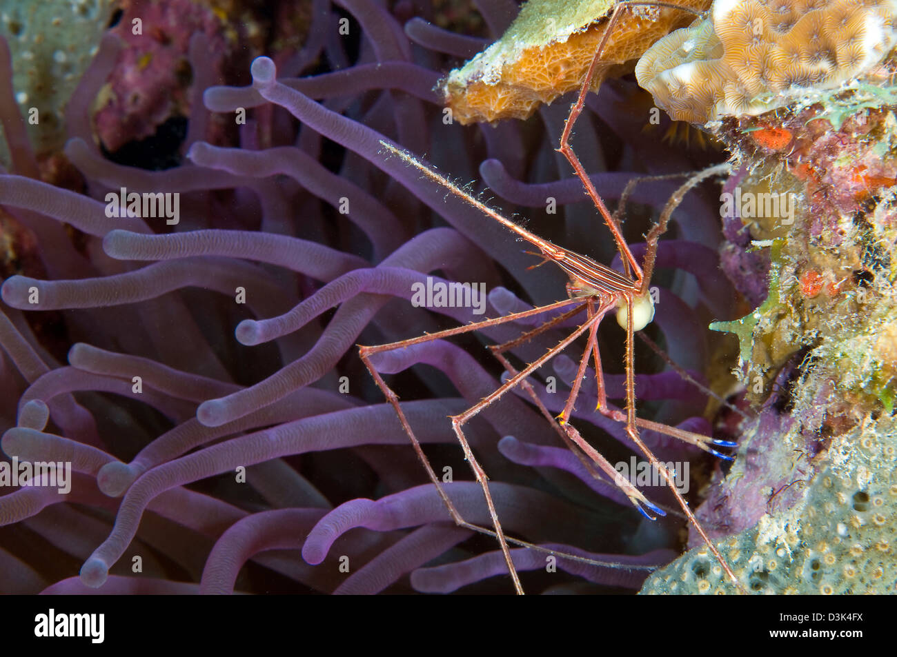 Crabe violet Banque de photographies et d’images à haute résolution - Alamy