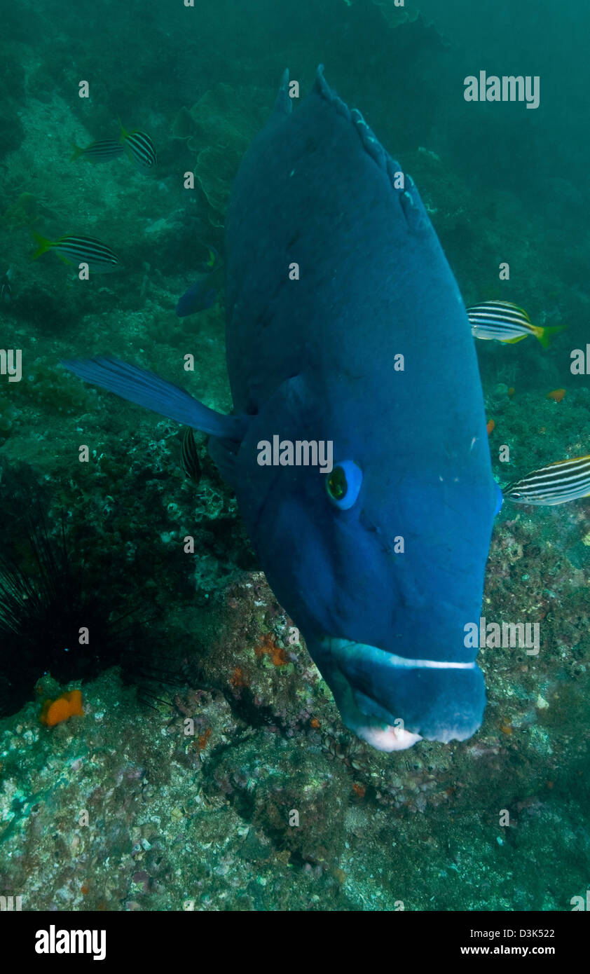 Groper bleu Banque de photographies et d’images à haute résolution - Alamy