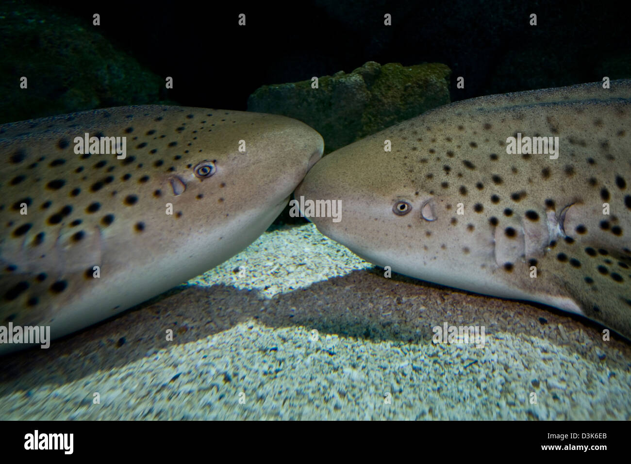 Accouplement du poisson Banque de photographies et d’images à haute ...