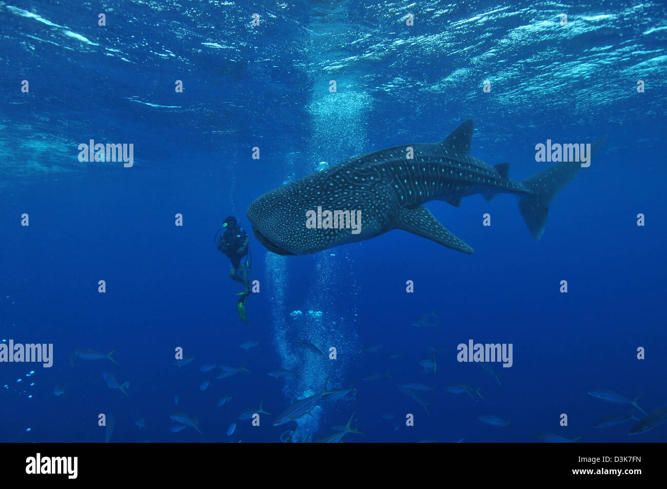 Requin baleine et plongeur Banque de photographies et d’images à haute résolution - Alamy