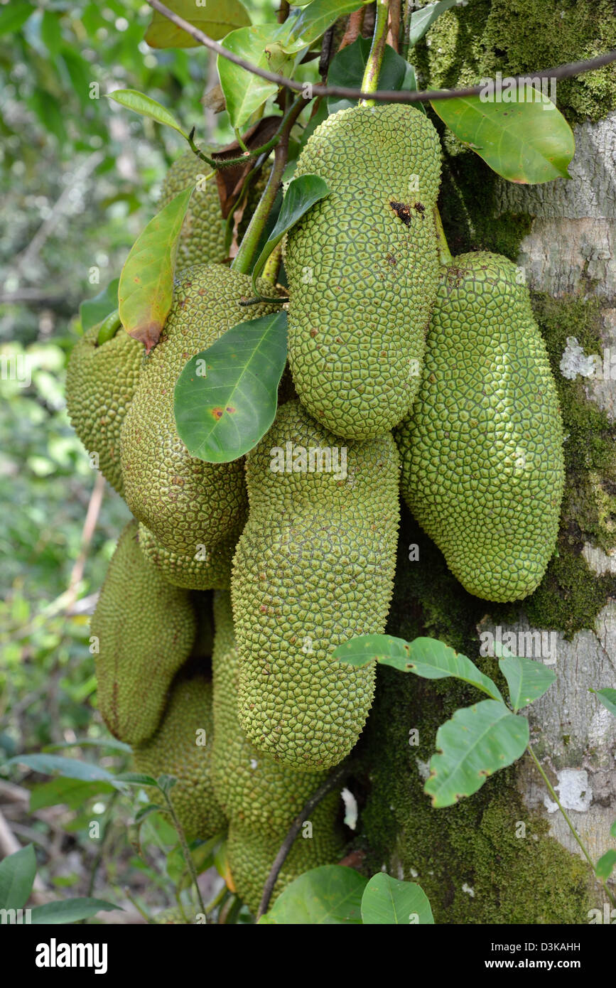 Cempedak fruit Banque de photographies et d’images à haute résolution ...