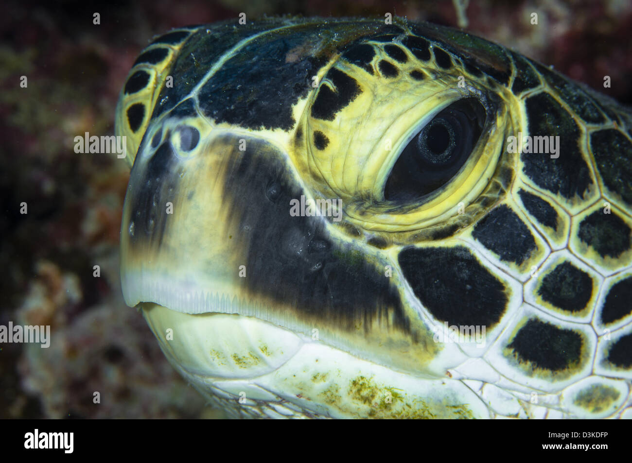Portrait de tortue de mer Banque de photographies et d’images à haute ...