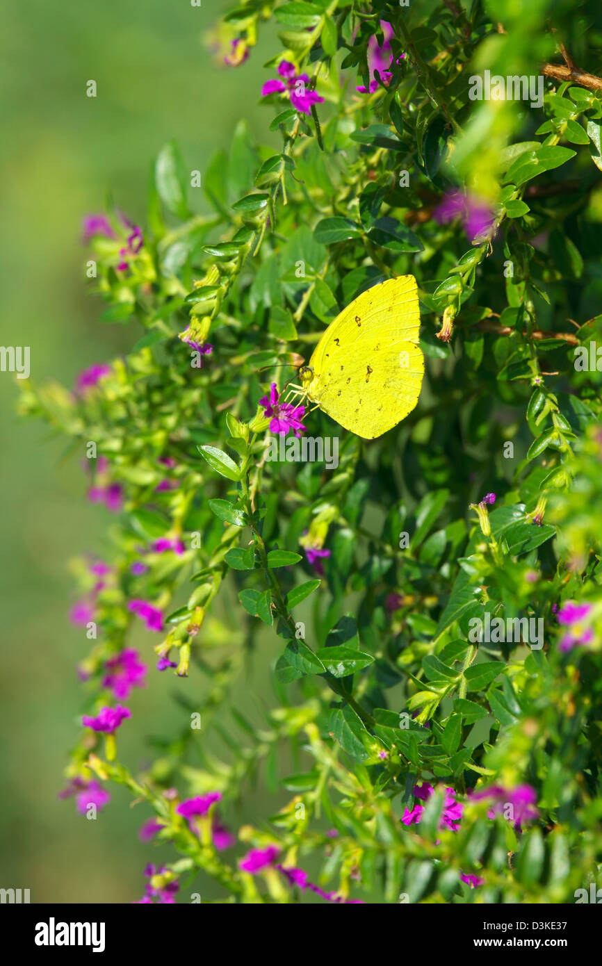 Grand papillon jaune Banque de photographies et d’images à haute ...