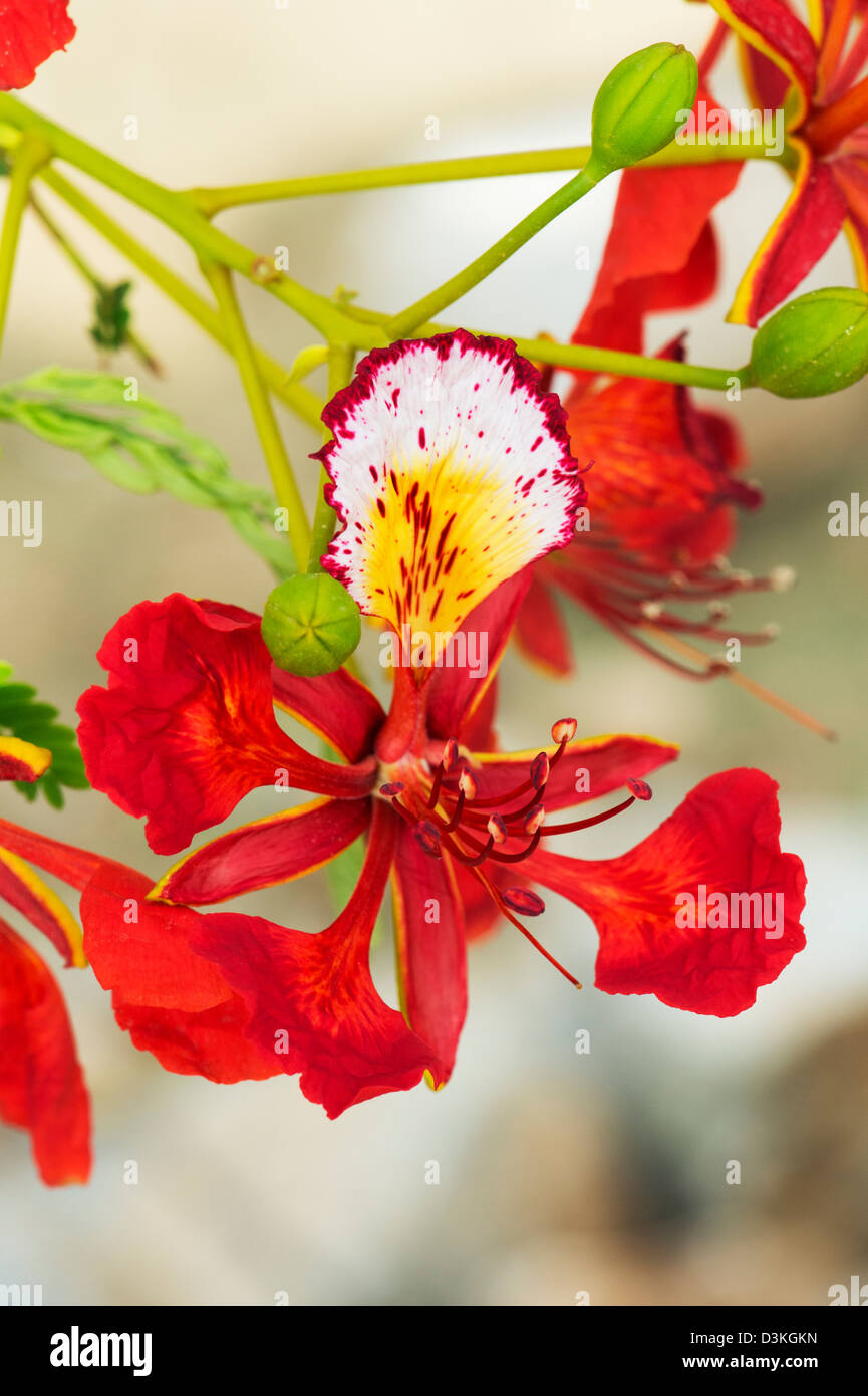 Delonix regia. Royal Poinciana. Fleur de paon. Flamme de la forêt de ...