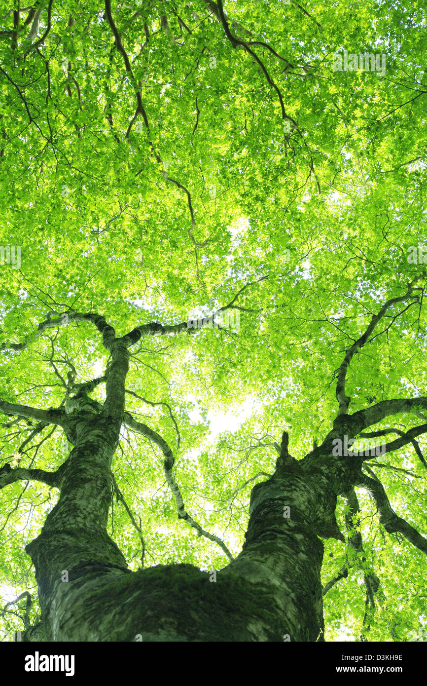 Arbre erable Banque de photographies et d’images à haute résolution - Alamy
