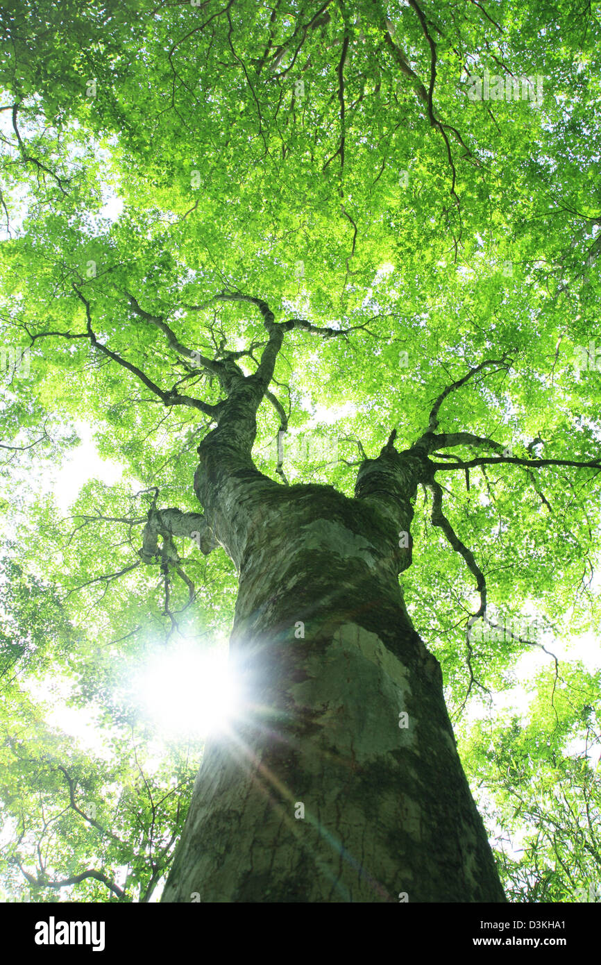 Arbre erable Banque de photographies et d’images à haute résolution - Alamy