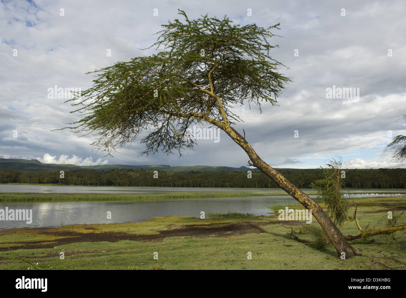 Soysambu conservancy Banque de photographies et d’images à haute ...