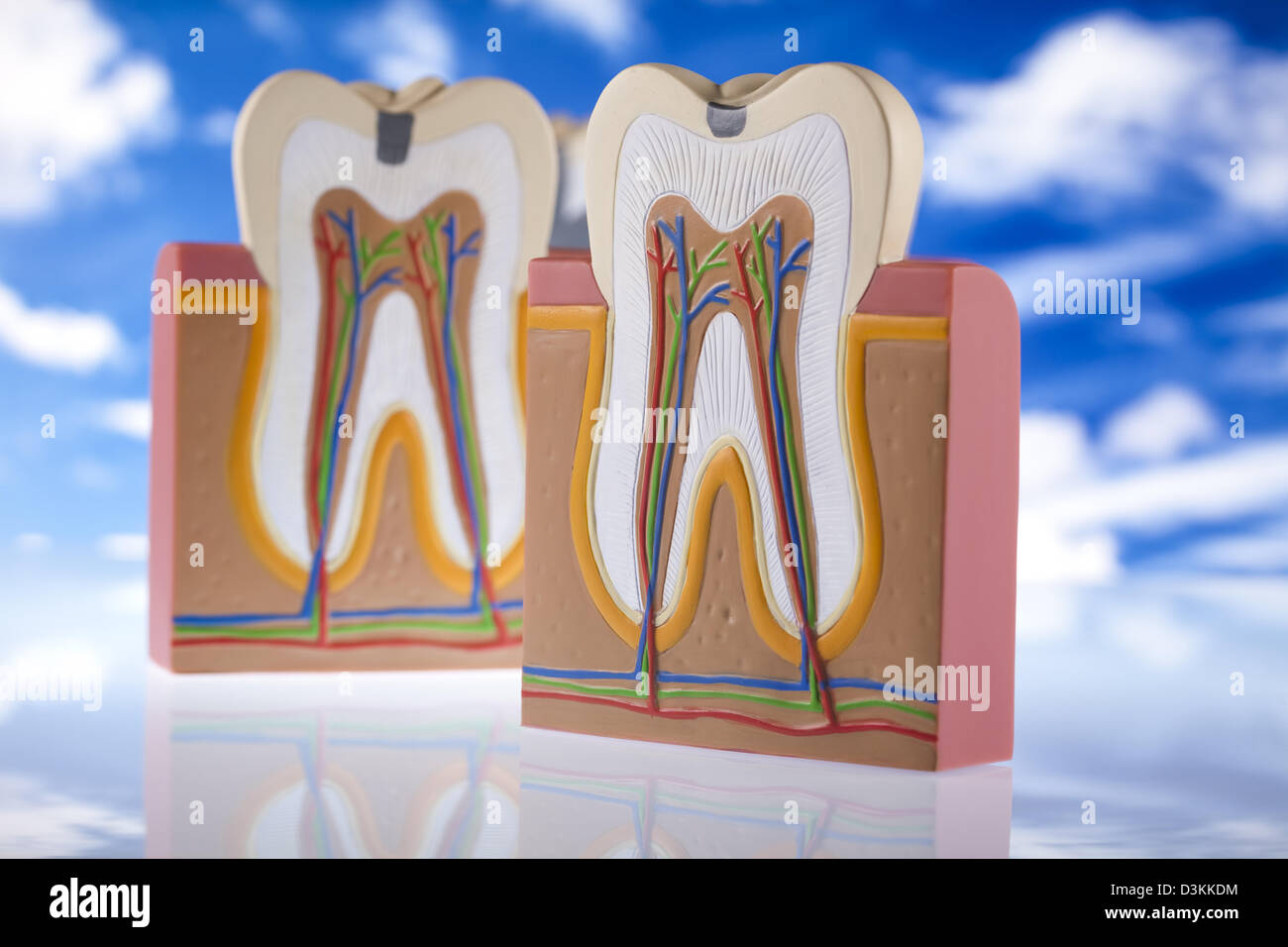 Anatomie de la dent Photo Stock - Alamy