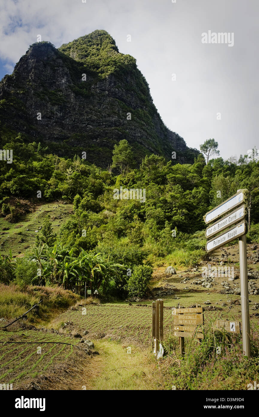 Le palmiste rouge Banque de photographies et d’images à haute ...