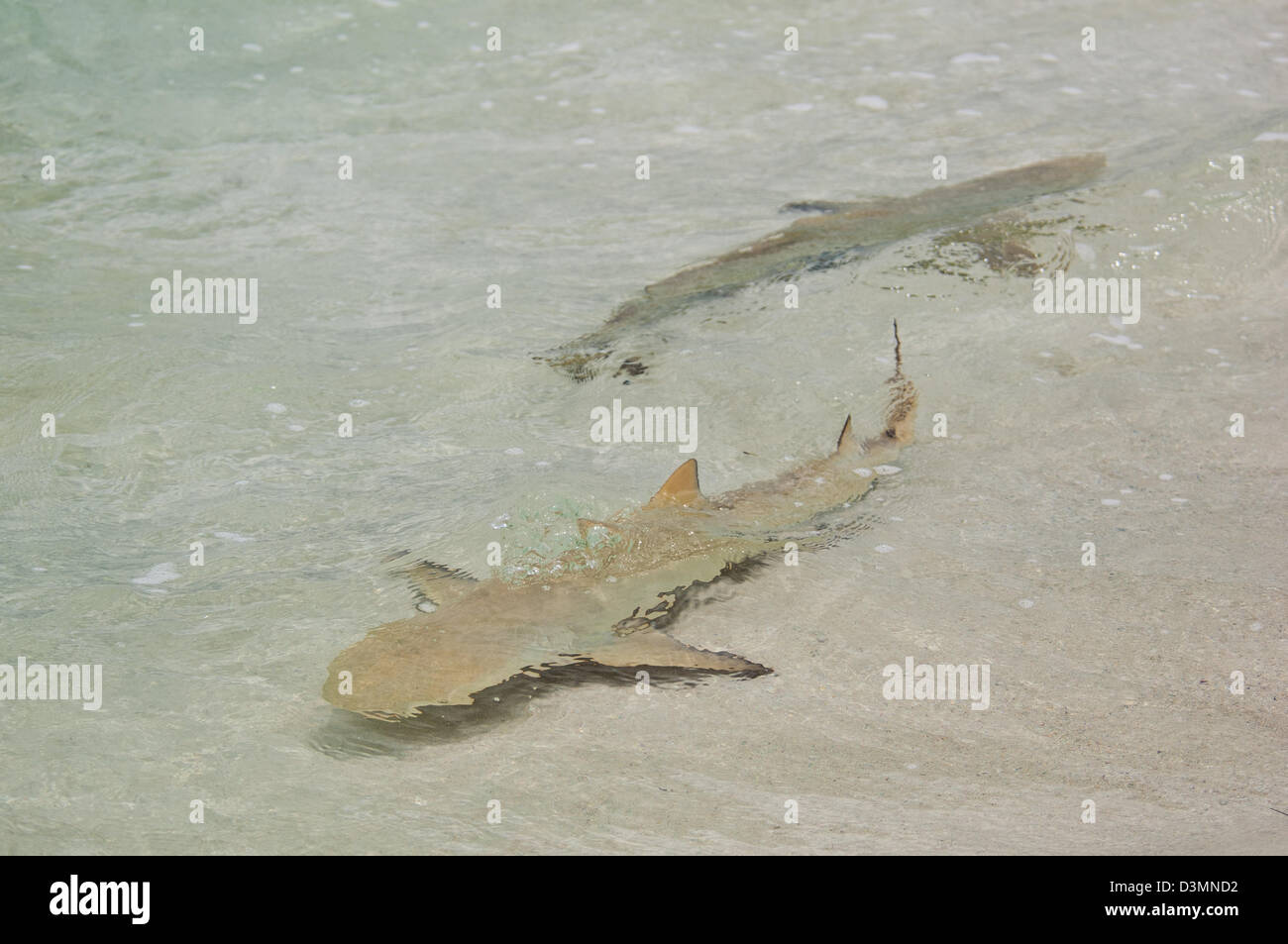 Requins citrons Banque de photographies et d’images à haute résolution ...