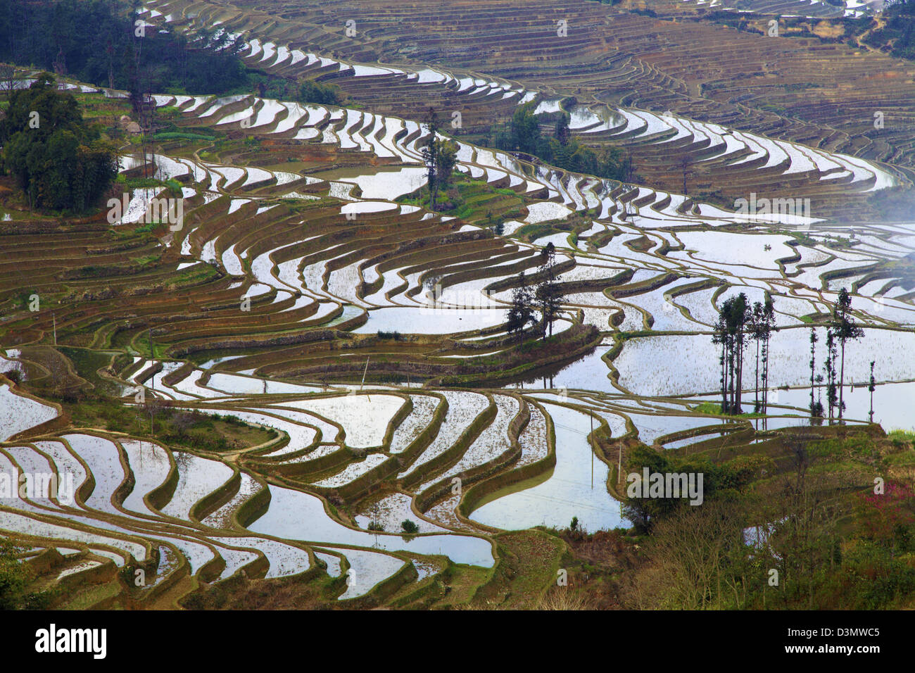Rice terraces Banque de photographies et d’images à haute résolution ...