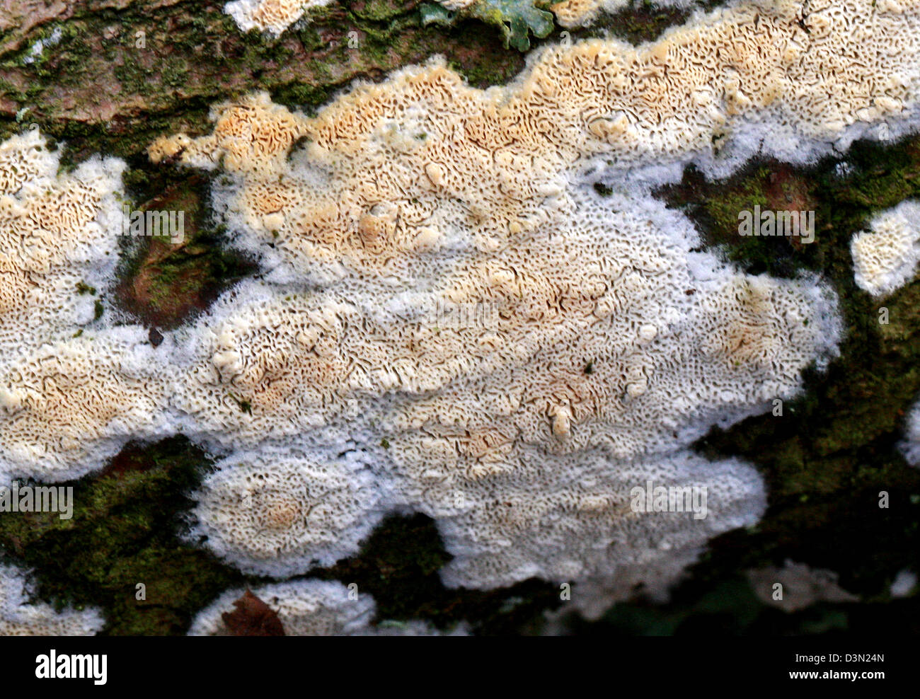 Split Porecrust Schizopora paradoxa, champignon, Schizoporaceae ...