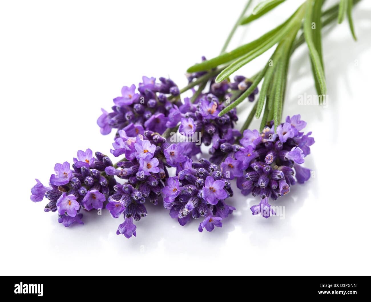 Lavanda flower Banque de photographies et d’images à haute résolution ...