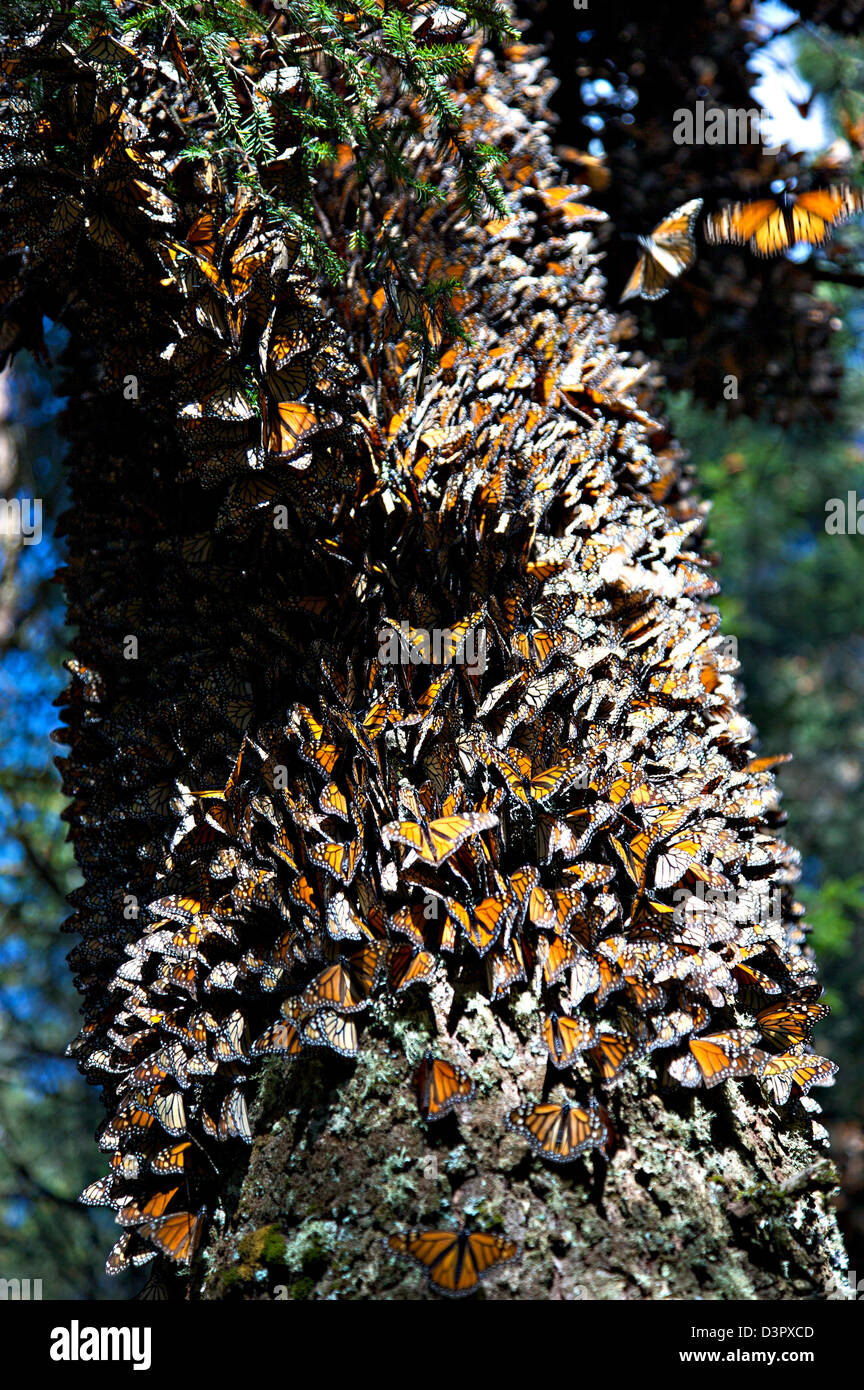 Monarques de masse sur un tronc d'arbre dans la Sierra Chincua mountain ...