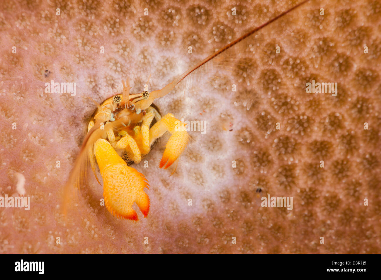 Cette espèce de crabe ermite corail, Paguritta sp, est bien connu, mais ...