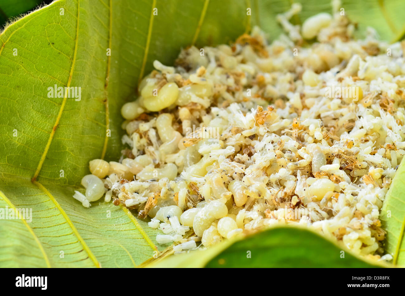 œufs de fourmis Banque de photographies et d’images à haute résolution ...