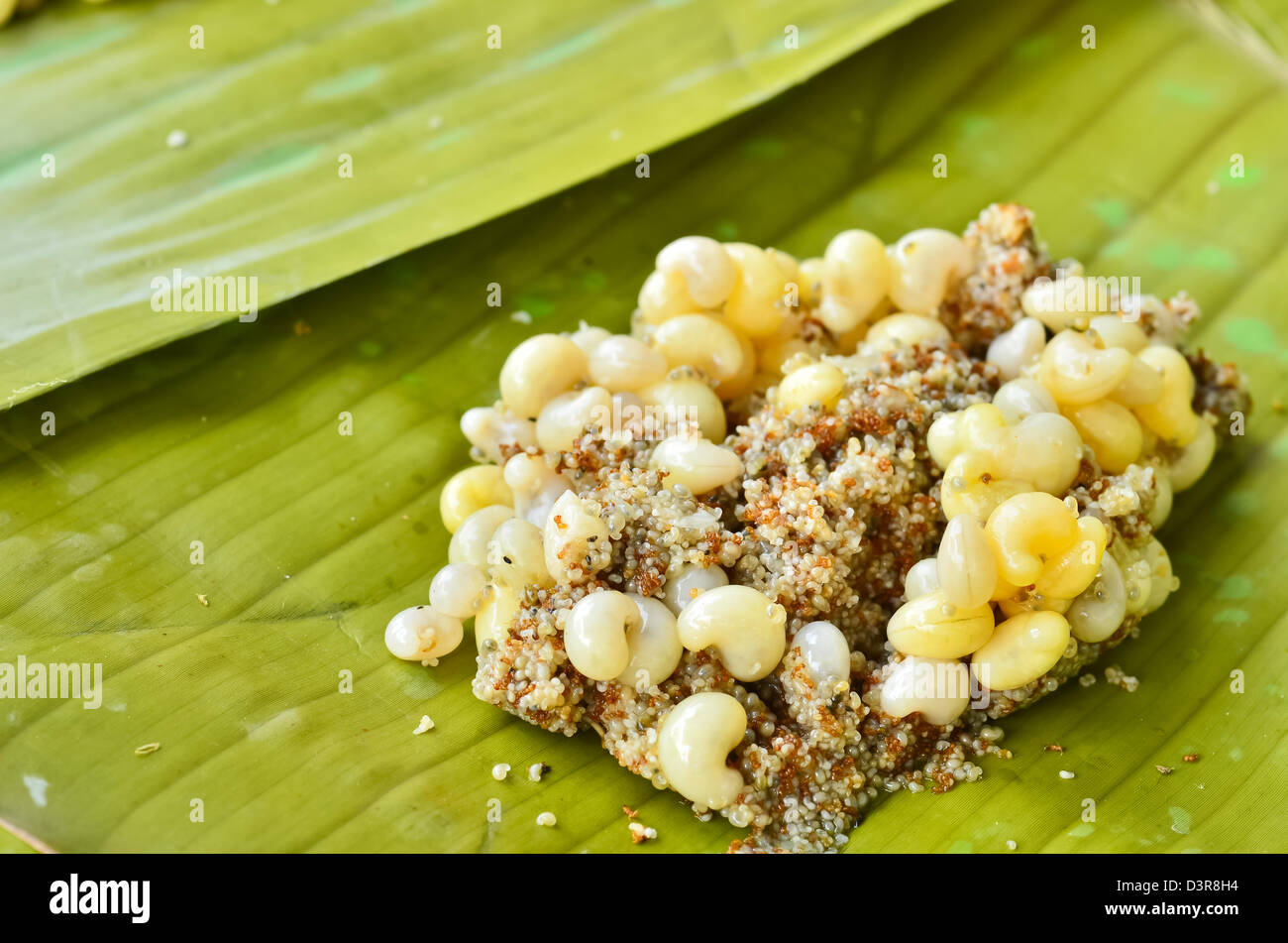 œufs de fourmis Banque de photographies et d’images à haute résolution ...