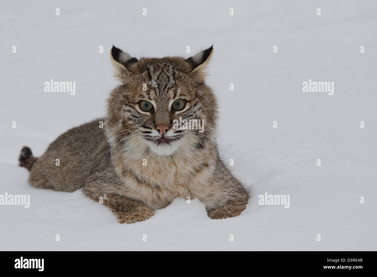 Lynx rufus Banque de photographies et d’images à haute résolution - Alamy