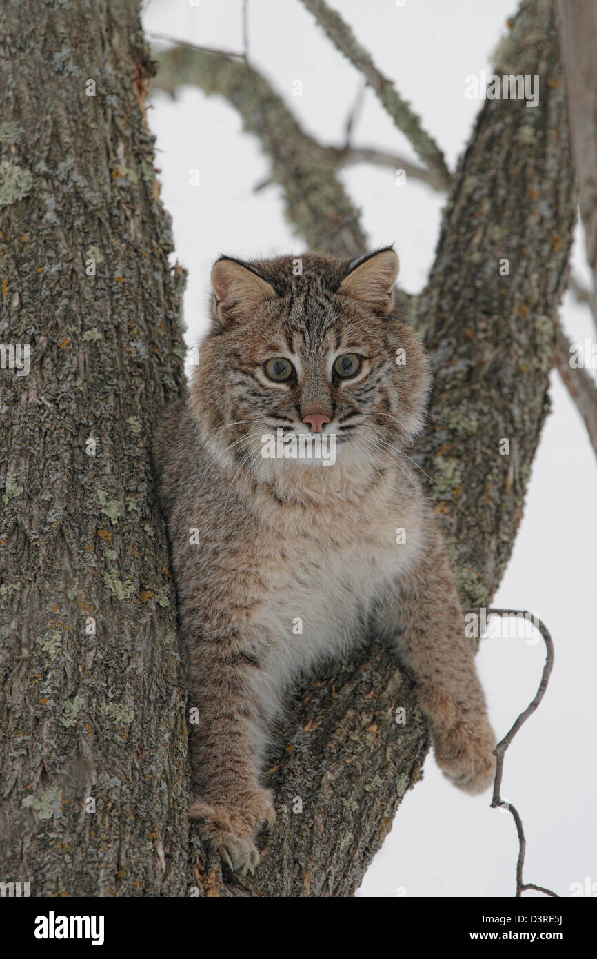Lynx rufus Banque de photographies et d’images à haute résolution - Alamy