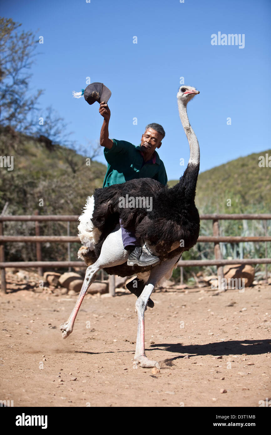Ostrich Racing Photos & Ostrich Racing Images - Alamy