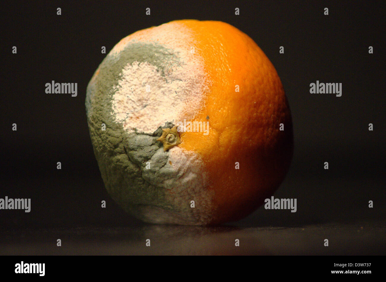 Orange with mold Banque de photographies et d’images à haute résolution ...