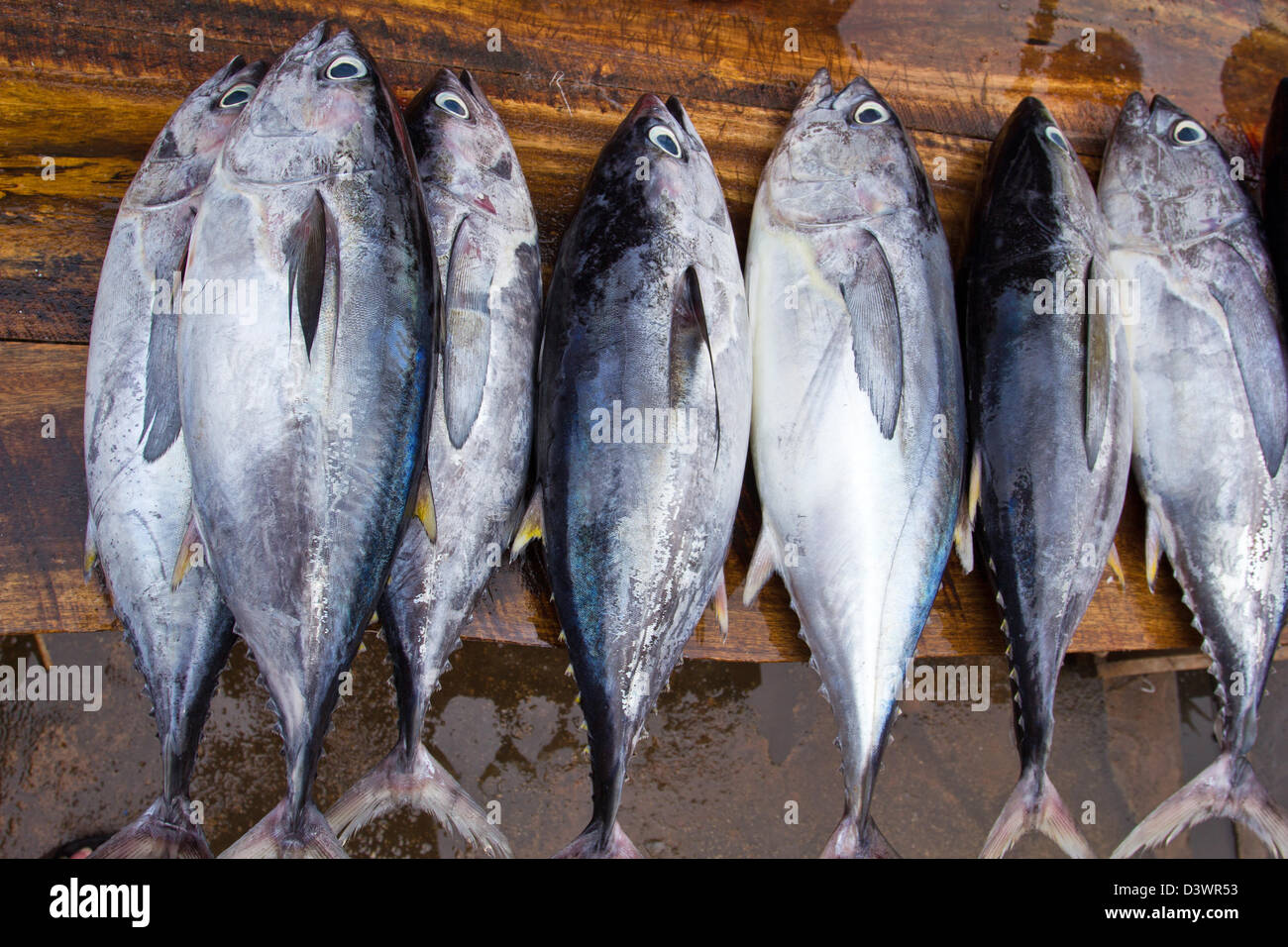 Thon poisson Banque de photographies et d’images à haute résolution - Alamy