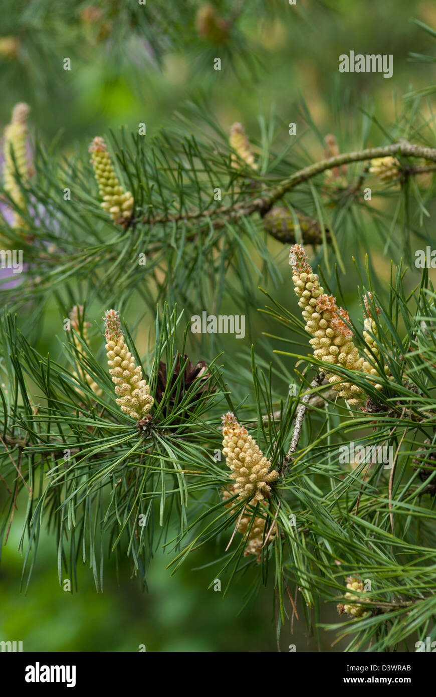 Pinus sylvestris Banque de photographies et d’images à haute résolution ...