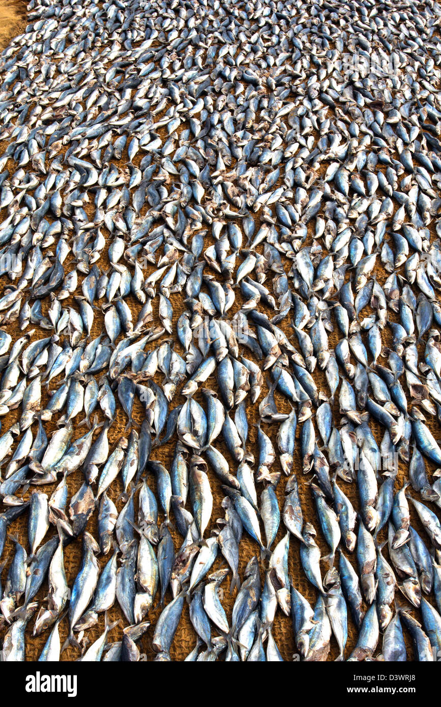 Poisson soleil Banque de photographies et d’images à haute résolution ...