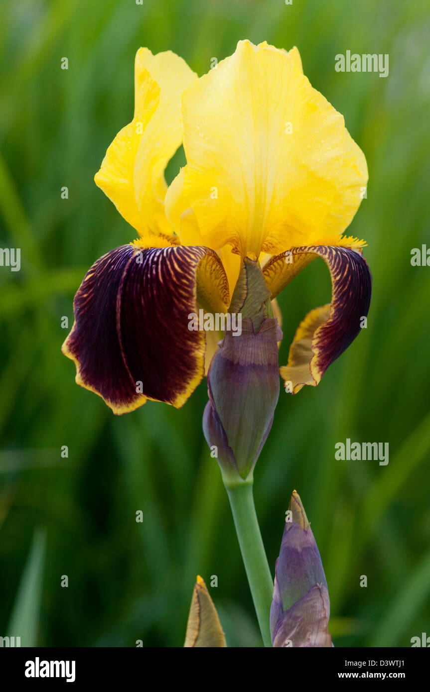 Iris jaune bordeaux Banque de photographies et d’images à haute ...